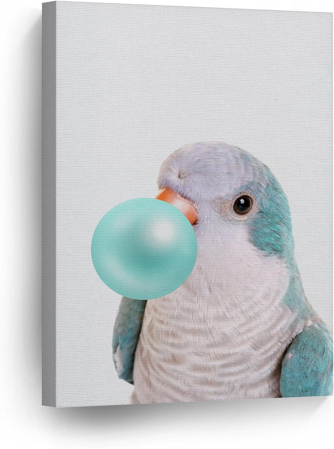 Smile Art Design Portrait of Monk Parakeet Quaker Parrot Bird Chewing ...