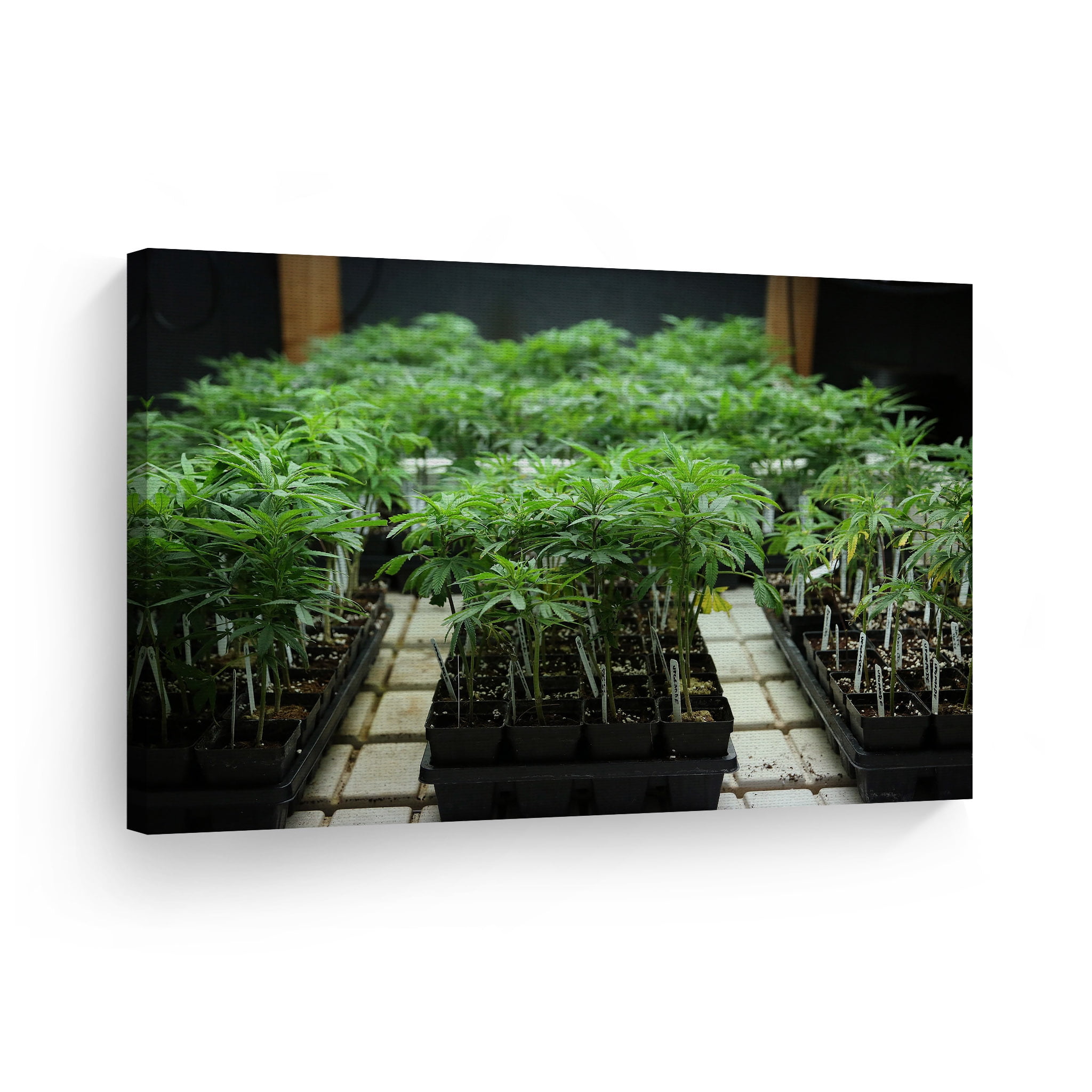 Smile Art Design Smoke Wall Art Canvas Print Indoor Marijuana Field ...
