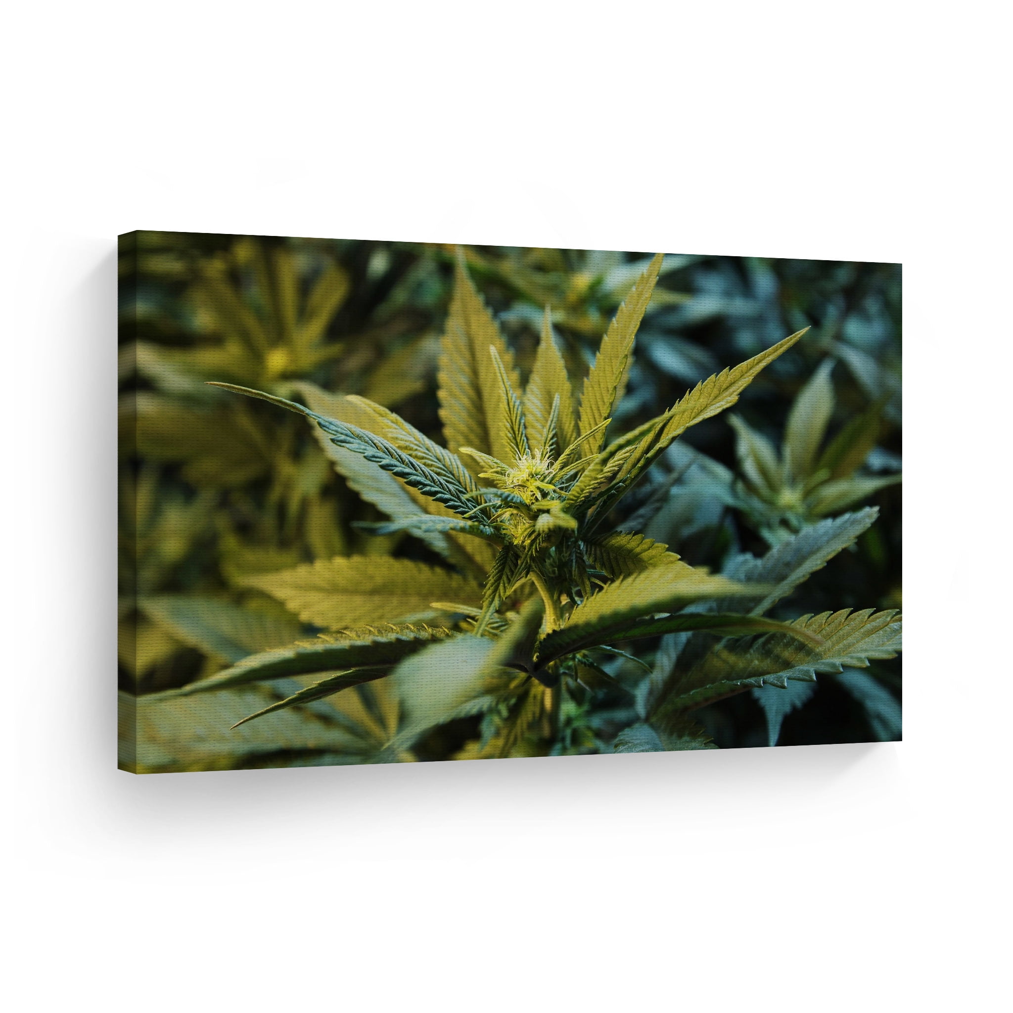 Smile Art Design Smoke Wall Art Canvas Print Marijuana Plant Just ...