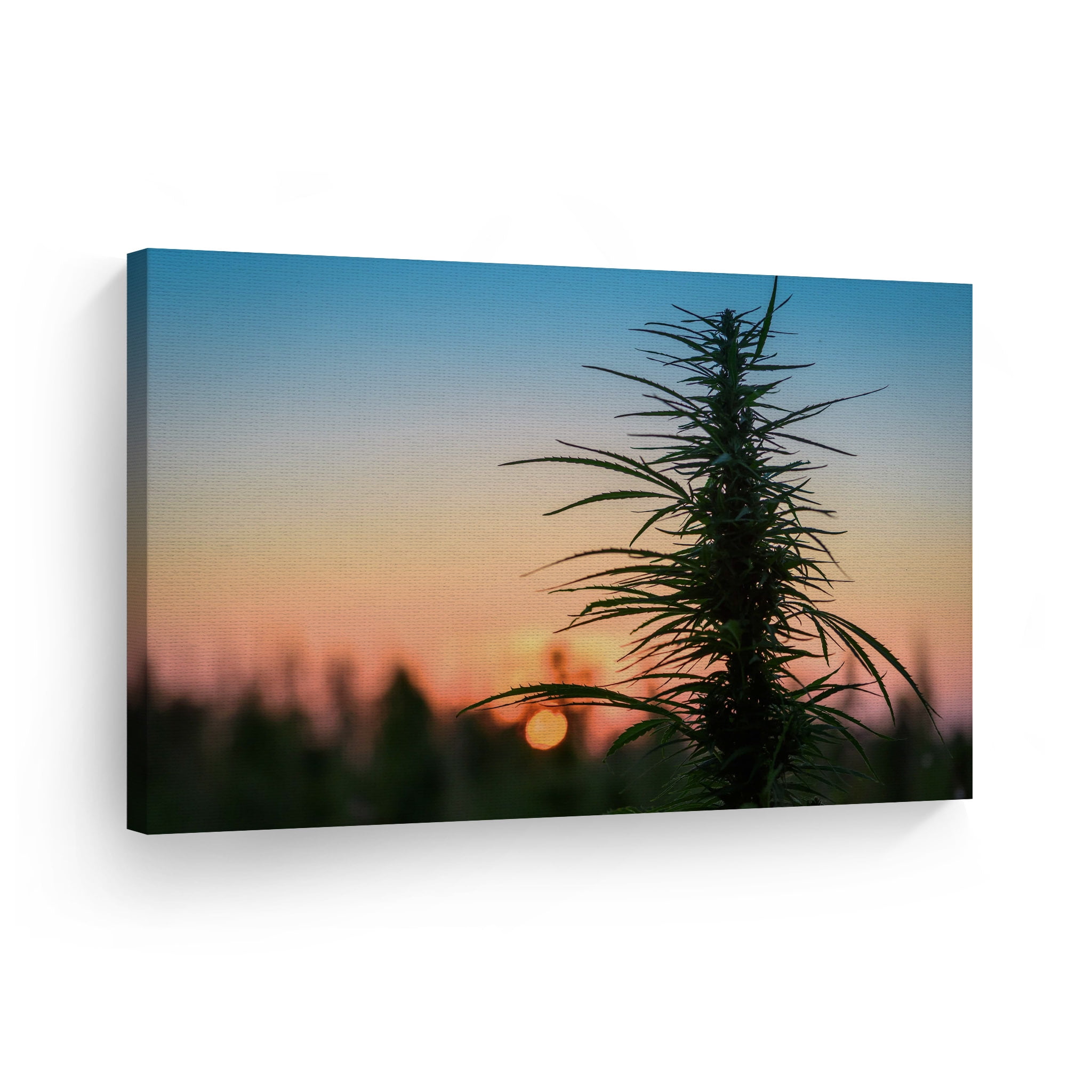 Smile Art Design Smoke Wall Art Canvas Print Marijuana Plant at Sunset ...
