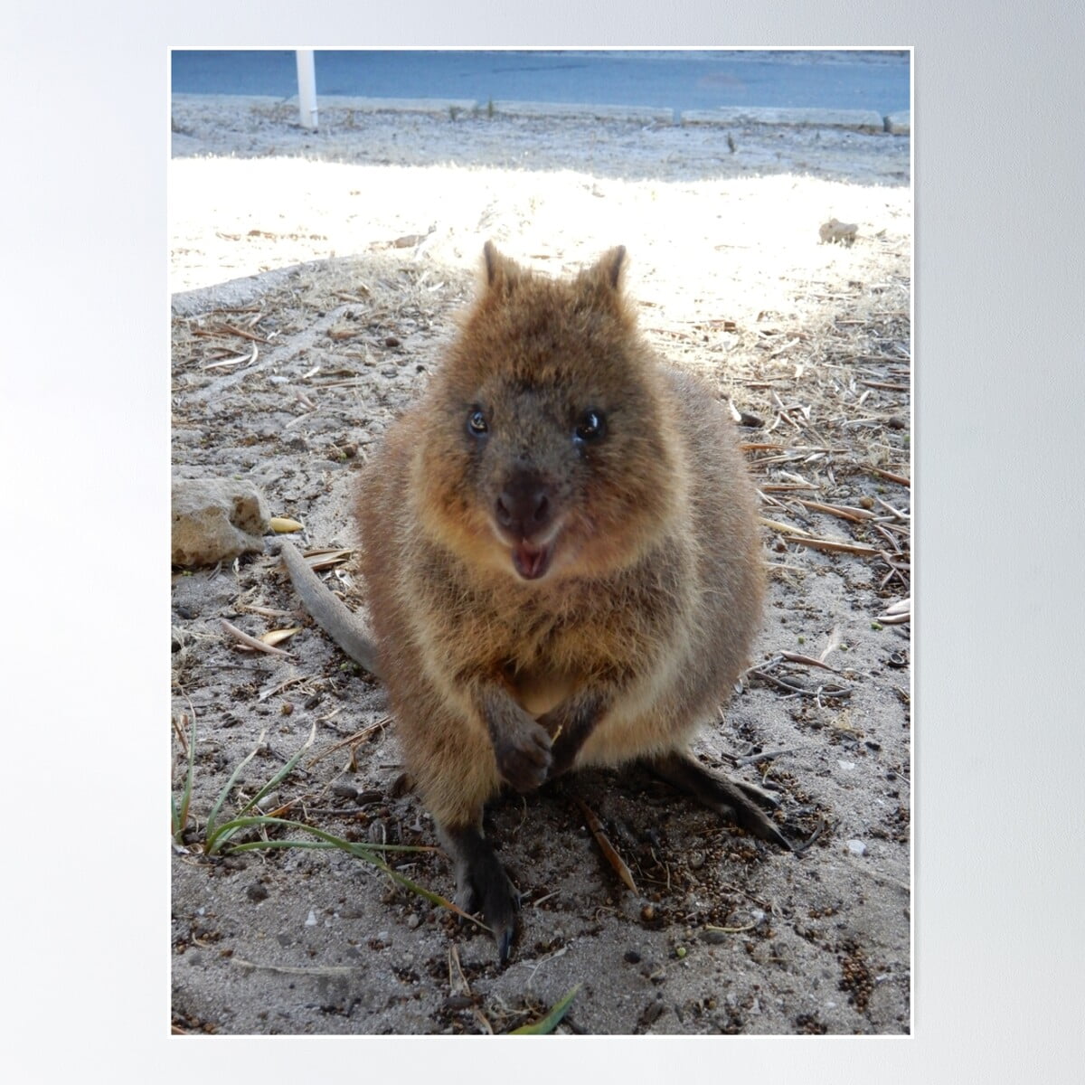 Smile - Quokka Rottnest Island Poster Wall Art, Modern Wall Decor For ...