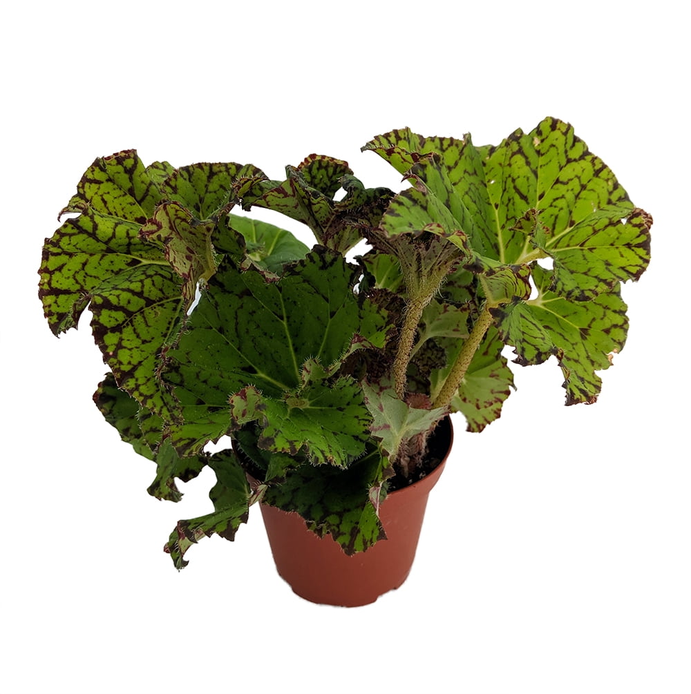 Smiling Tiger Begonia Plant - 3.7" Pot -Terrarium/Fairy Garden ...