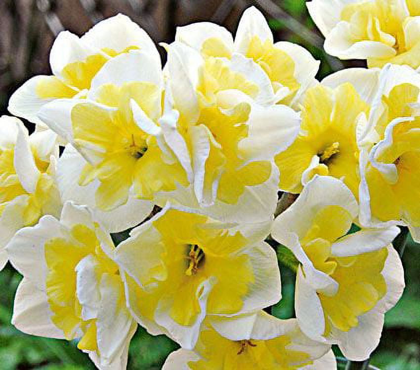 Smiling Twins Butterfly Daffodil 50 Bulbs Blend-Deer/Rodent Resistant ...