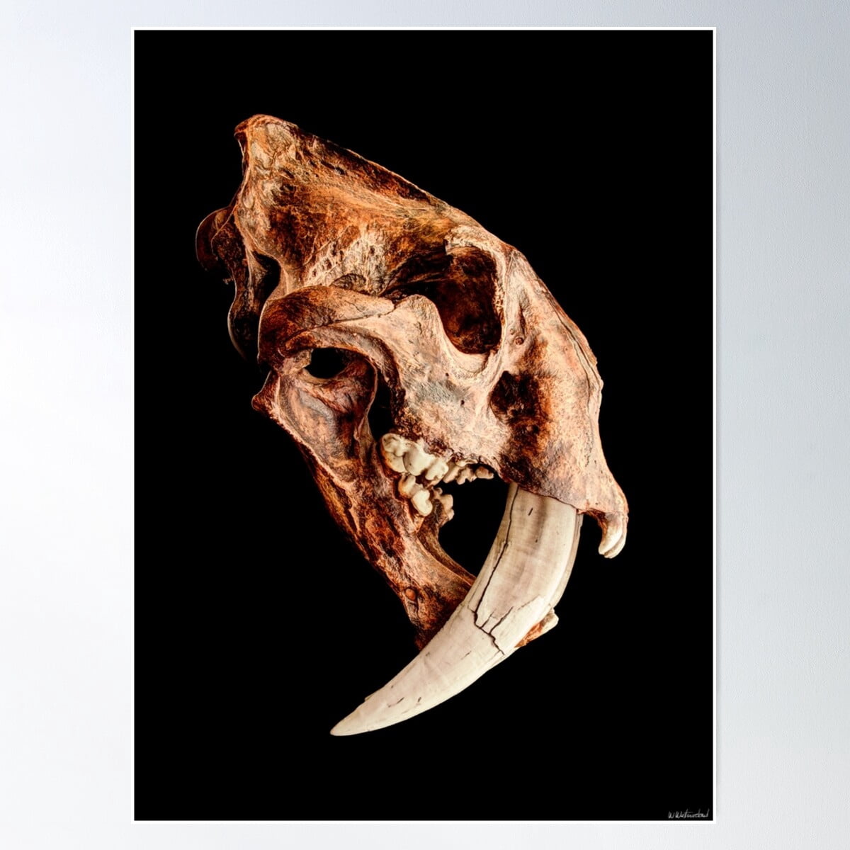 Smilodon Fatalis Skull 1 Poster Wall Art, Modern Wall Decor For Living ...