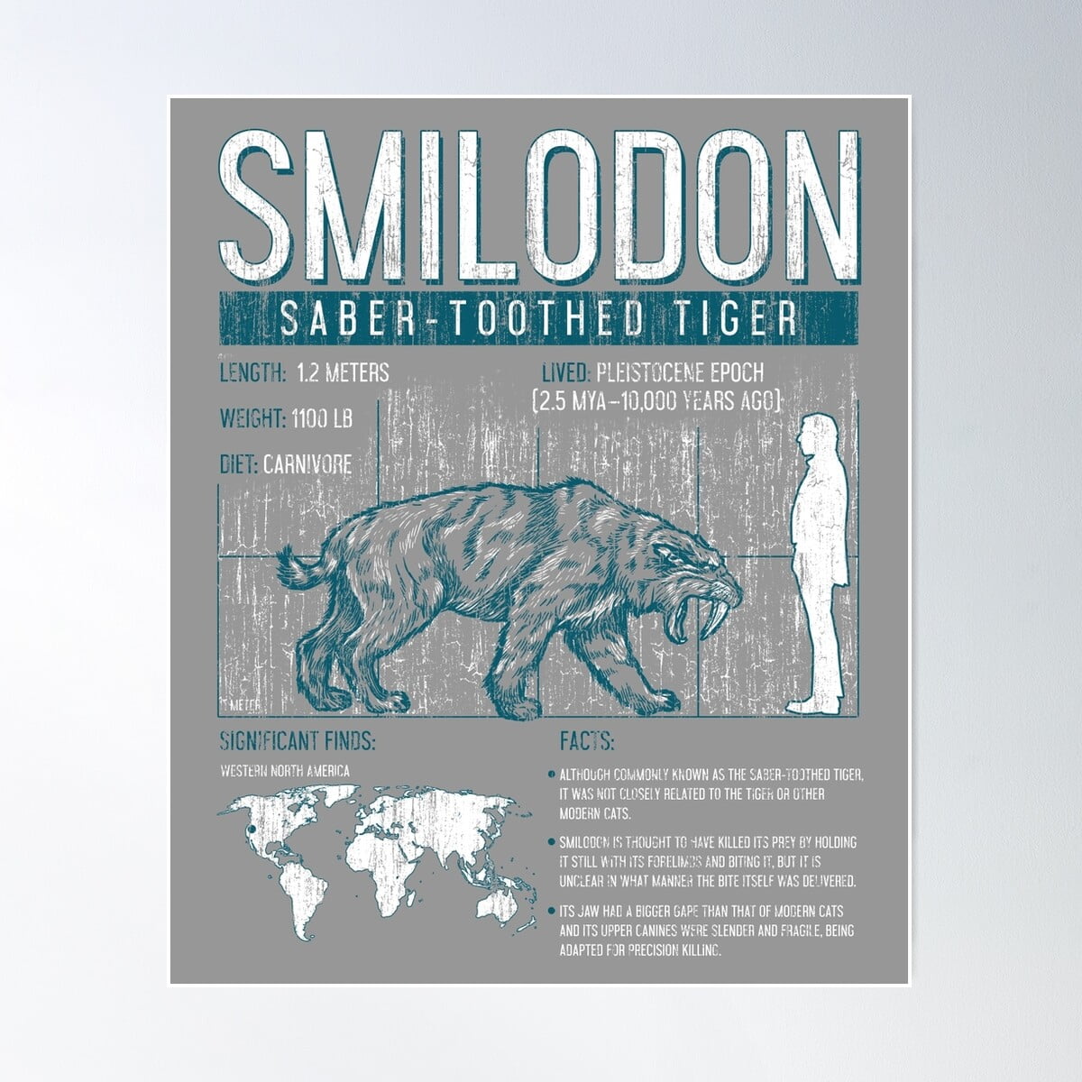 Smilodon - Saber-Toothed Tiger Dinosaur Science Facts Poster Wall Art ...
