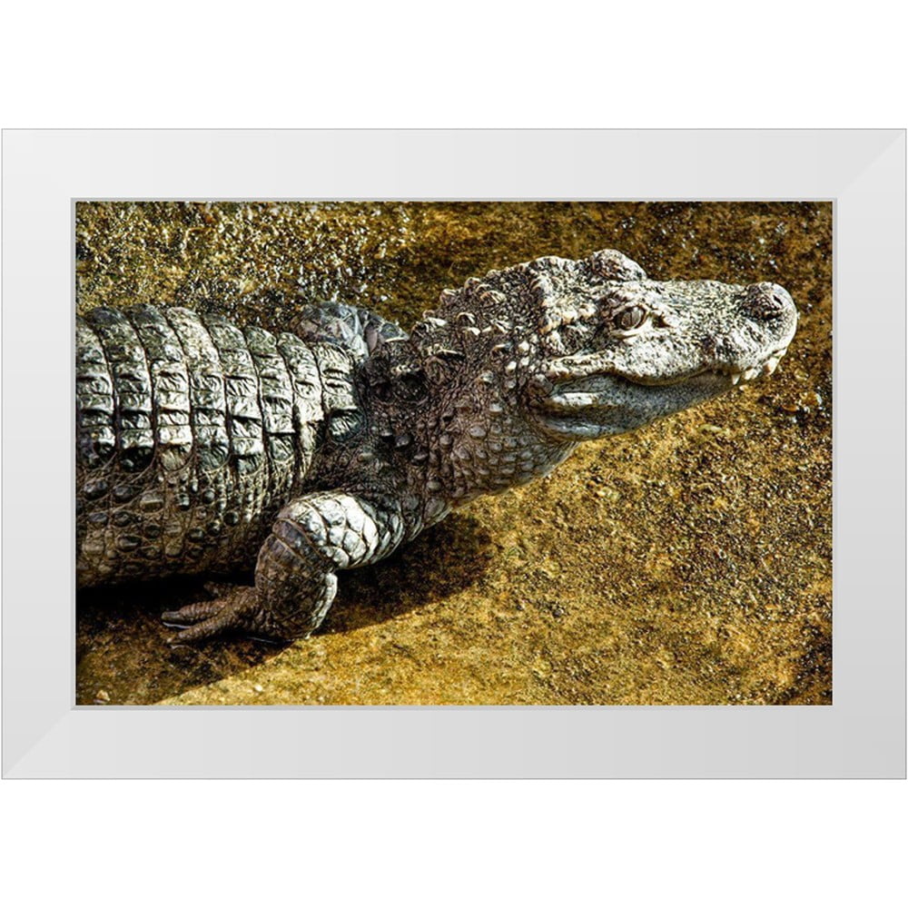 Smithsonian Institution 24x17 White Modern Wood Framed Museum Art Print ...