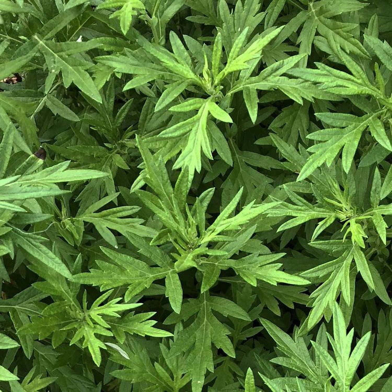 Smoke Camp CRAFTS 2.5" Mugwort Live Plants in 2.5" Pots, Hardy ...