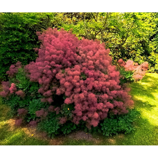 Smoke Tree Seeds for Planting - 40 Seeds to Grow of Cotinus coggygria ...