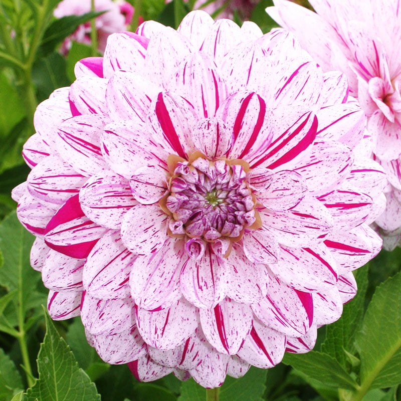 Smokey Decorative Dahlia Flower Bulbs - HUGE Blooms up to 10" WIDE ...