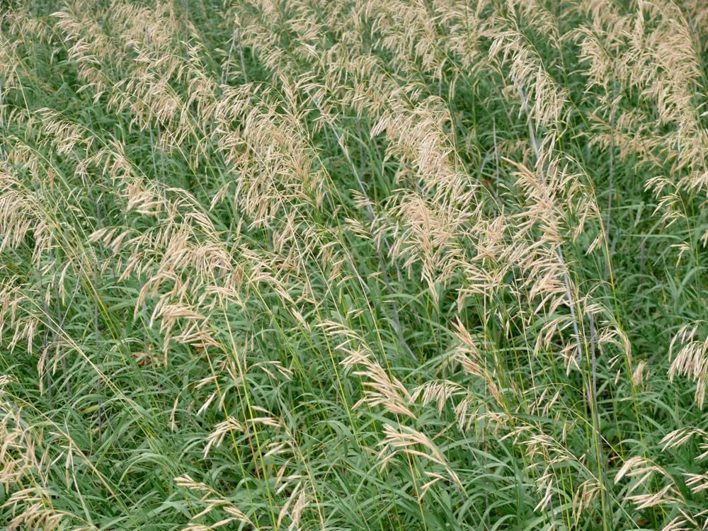 Smooth Brome Grass Seeds for Planting - Easy to Grow Bromegrass (3 ...