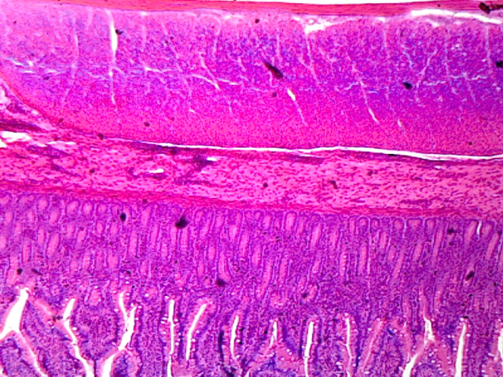 Smooth Muscle, Mammalian; Cross Section by Go Science Crazy - Walmart.com