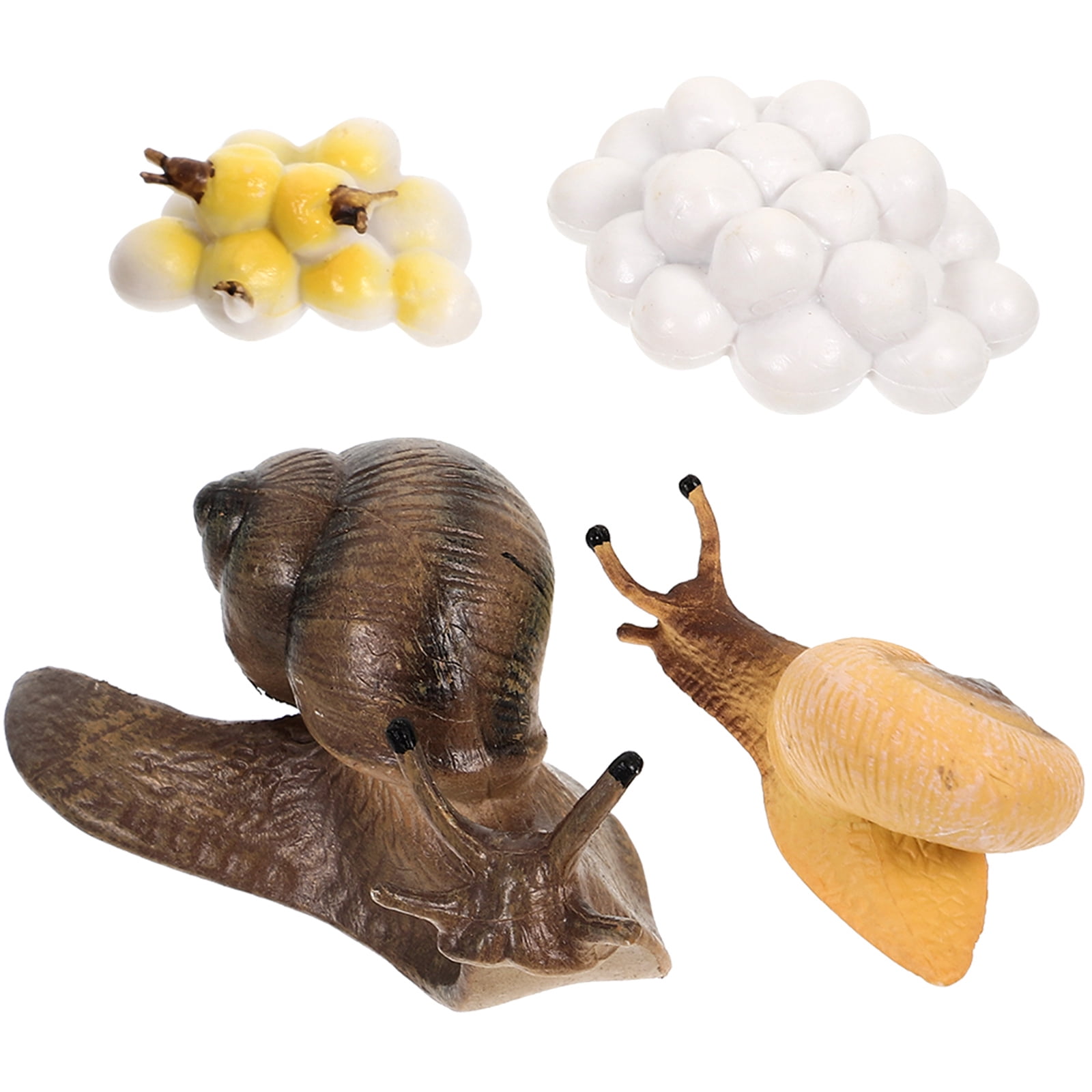 Snail Life Cycle Model, Growth Cycle Figurines Decoration Fairy Garden ...