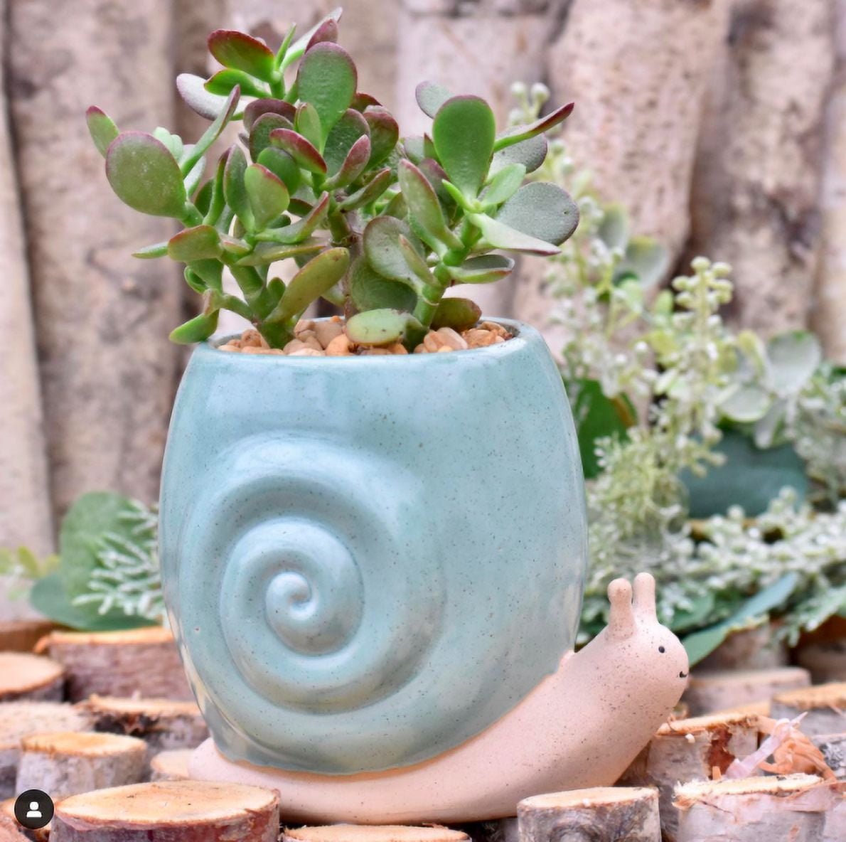 Snail Planter , Cute Animal Planter Pot, Planter for Succulents ...