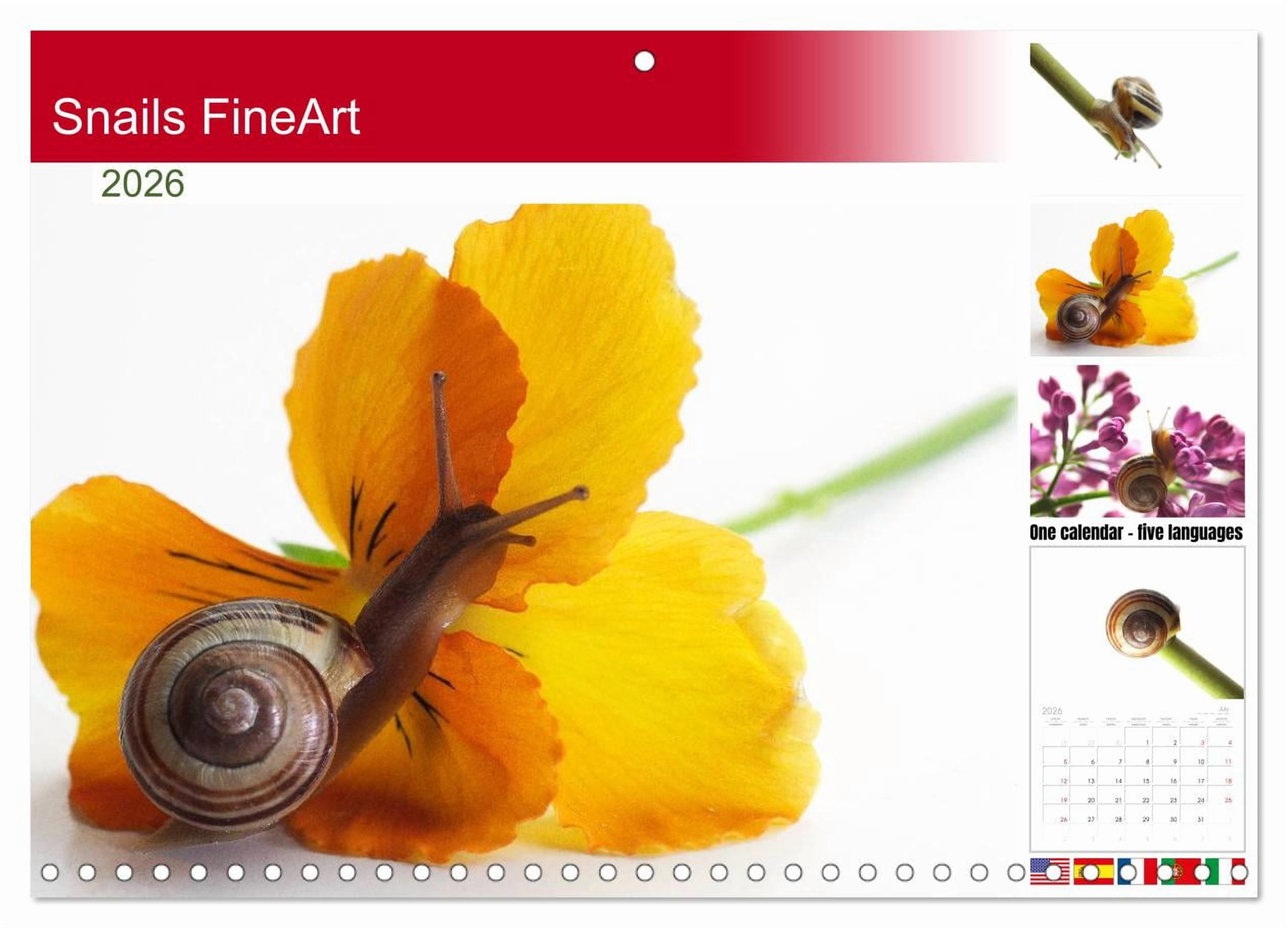 Snails FineArt (Monthly Wall Calendar 2026 11.7 x 16.5 (open ...