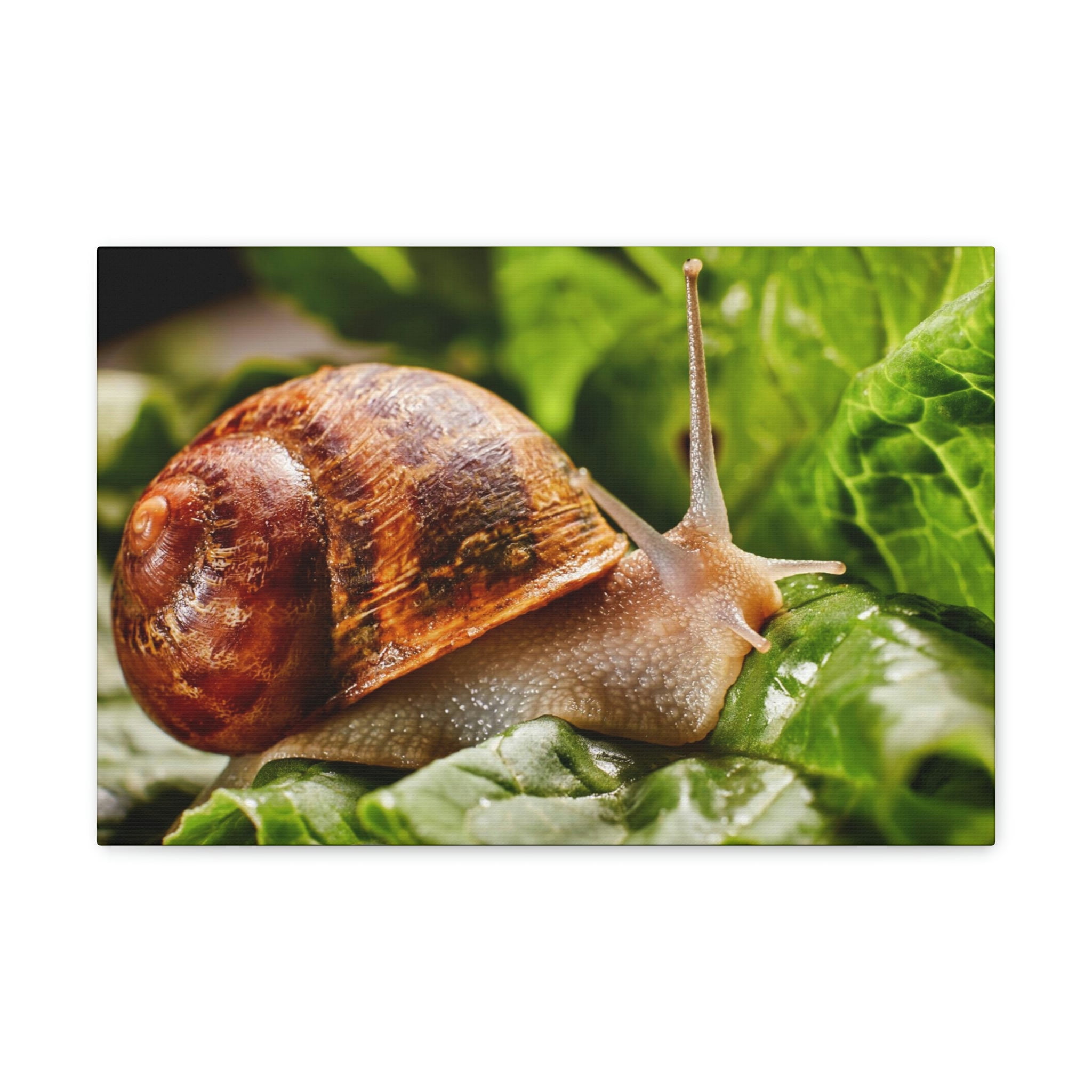 Snails Hunting Snails on Hunt Print Animal Wall Art Wildlife Canvas ...