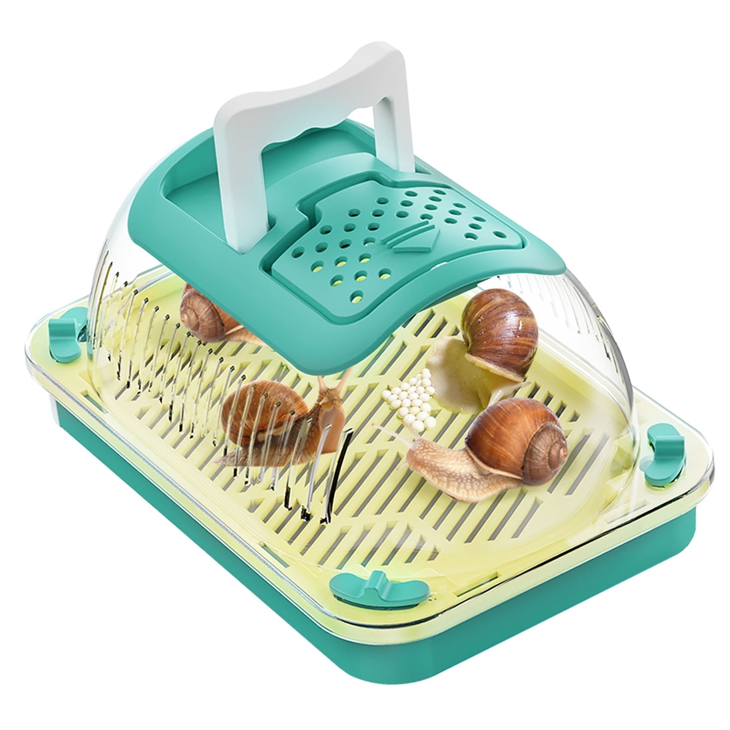 Kahopy Snails Terrariums Breeding Box Insect Viewer with Handle ...