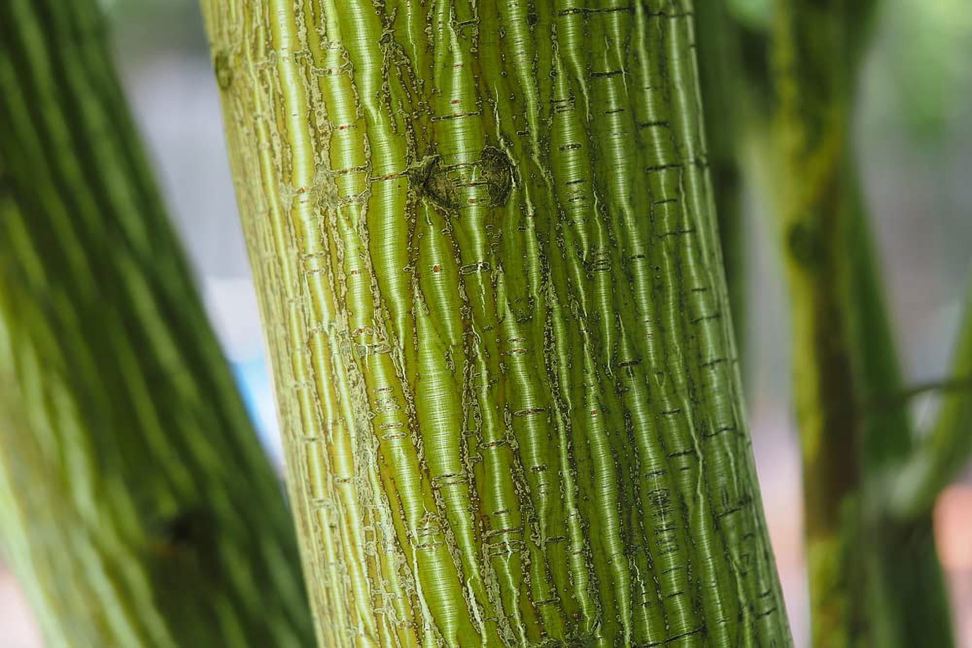 Snake Bark Maple Tree Seeds for Planting (30 Seeds) - Acer capillipes ...