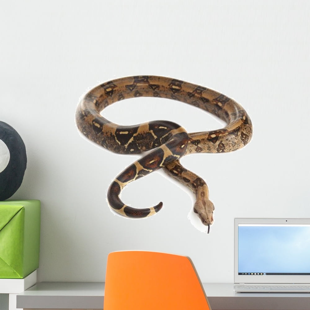 Snake Boa Snake Released Wall Decal by Wallmonkeys Peel and Stick ...