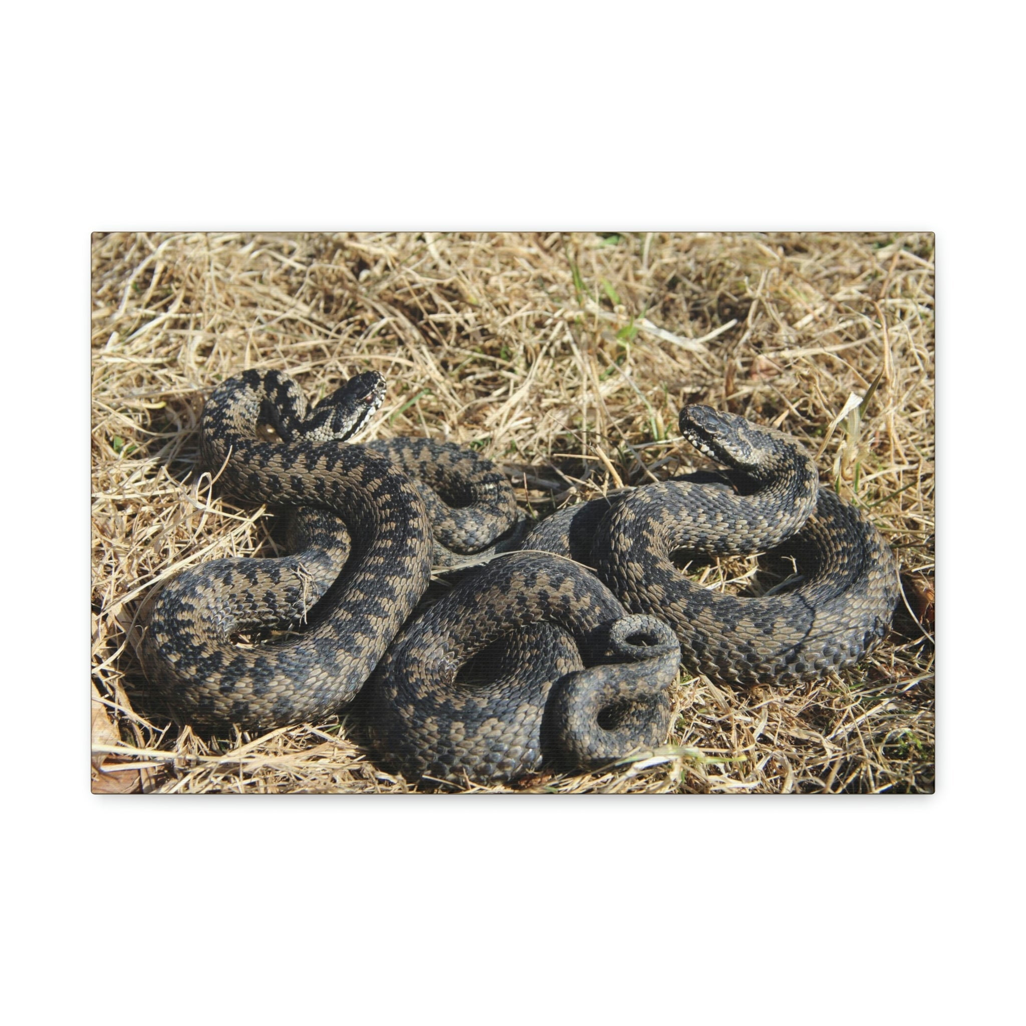 Snake Couple Snake Couple Print Animal Wall Art Wildlife Canvas Prints ...