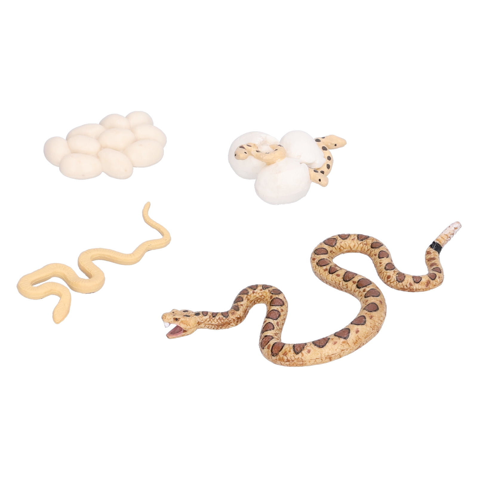 Snake Growth Cycle Model, Rattlesnake Animal Figures Life Cycle Model ...