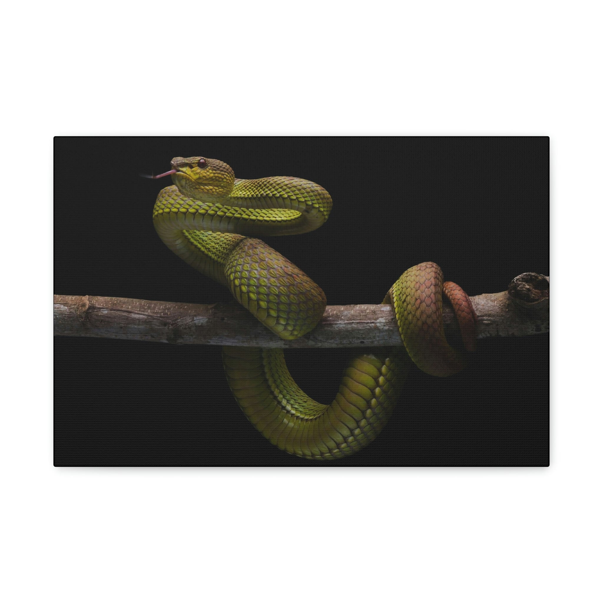 Snake Hunting Snake on Hunt Print Animal Wall Art Wildlife Canvas ...