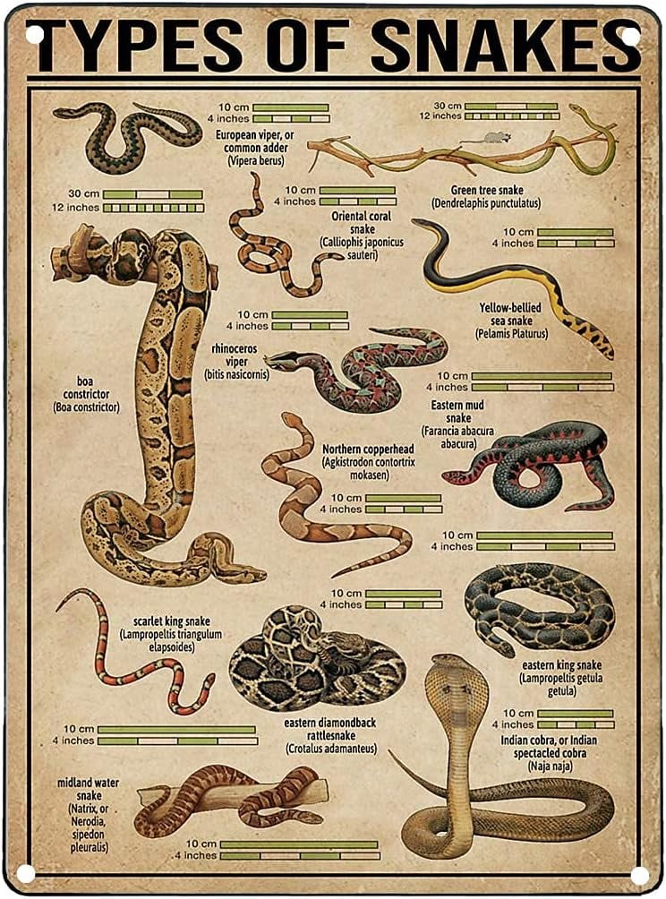 Snake Knowledge Metal Tin Signage Types of Snakes Infographic Poster ...