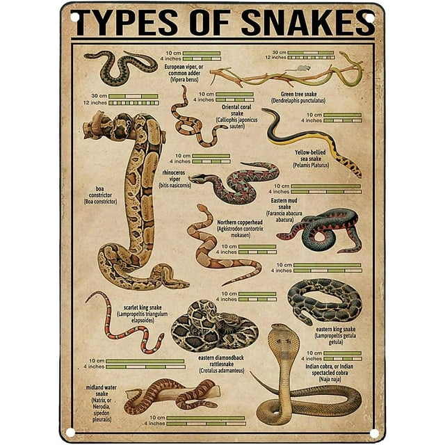 Snake Knowledge Metal Tin Signage Types of Snakes Infographic Poster ...
