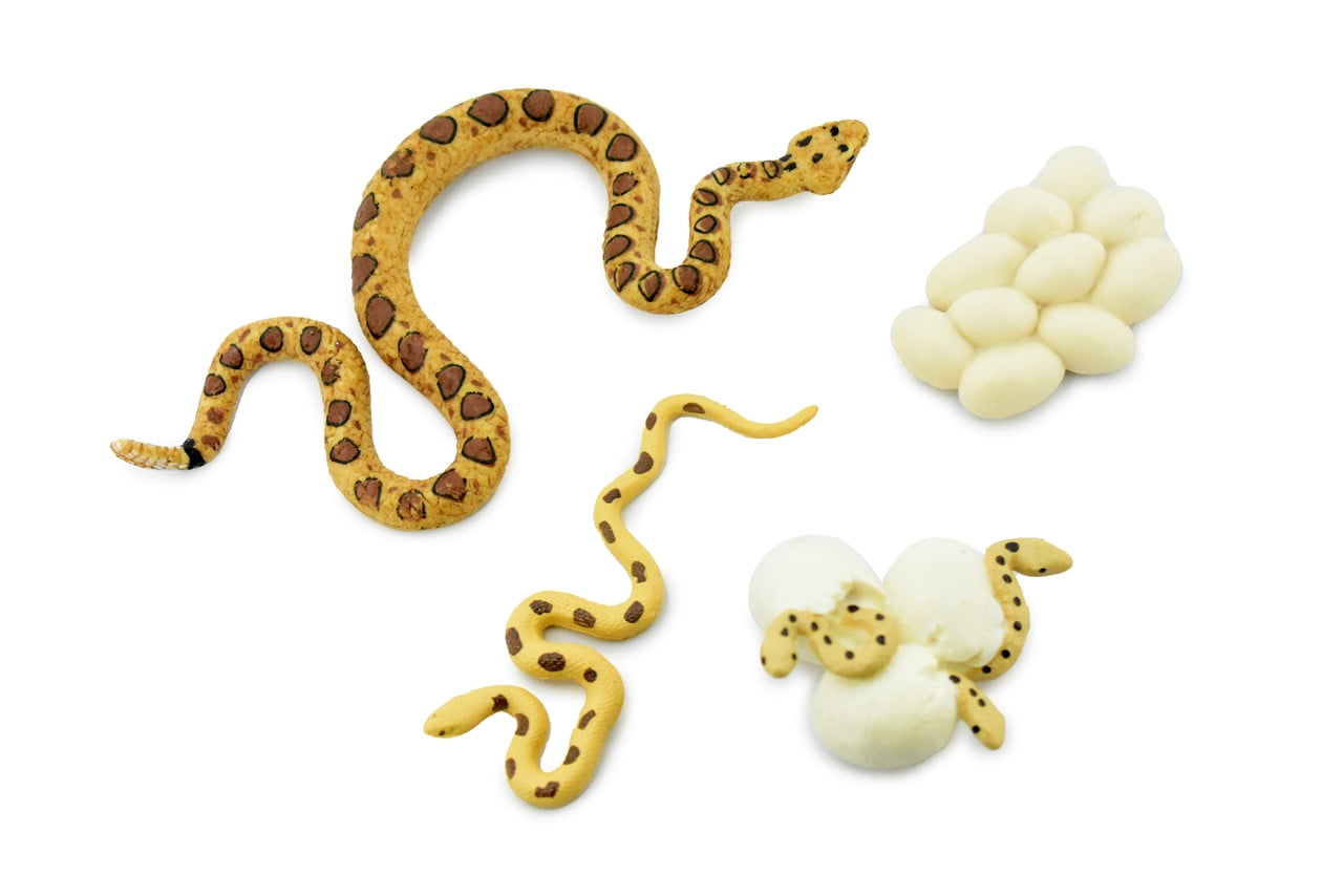 Snake, Life Cycle of a Rattle Snake, 3 Stages, Museum Quality, Hand ...