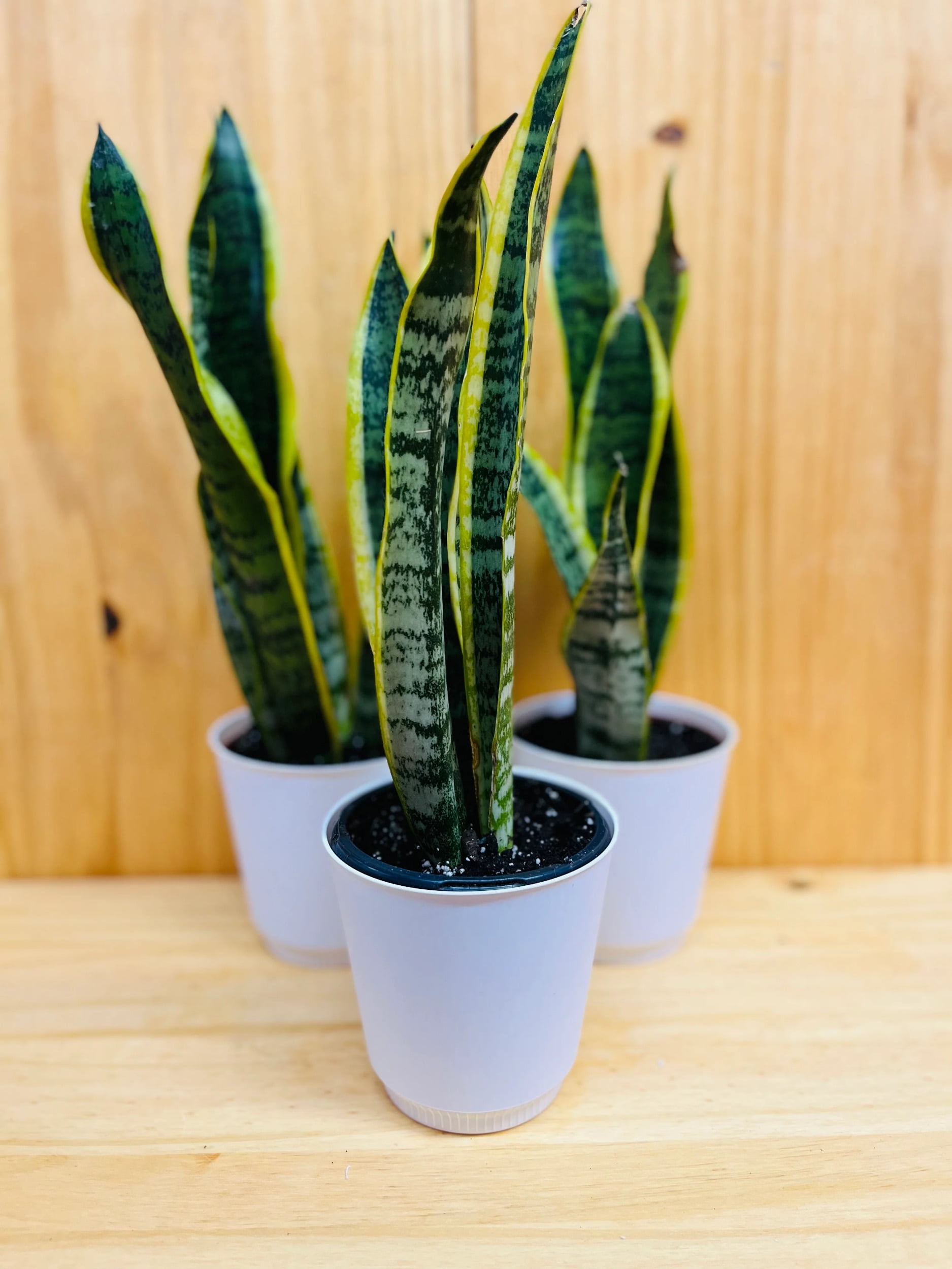 4'' Real Live Indoor Snake Plant with White Cover Pot - Perfect ...