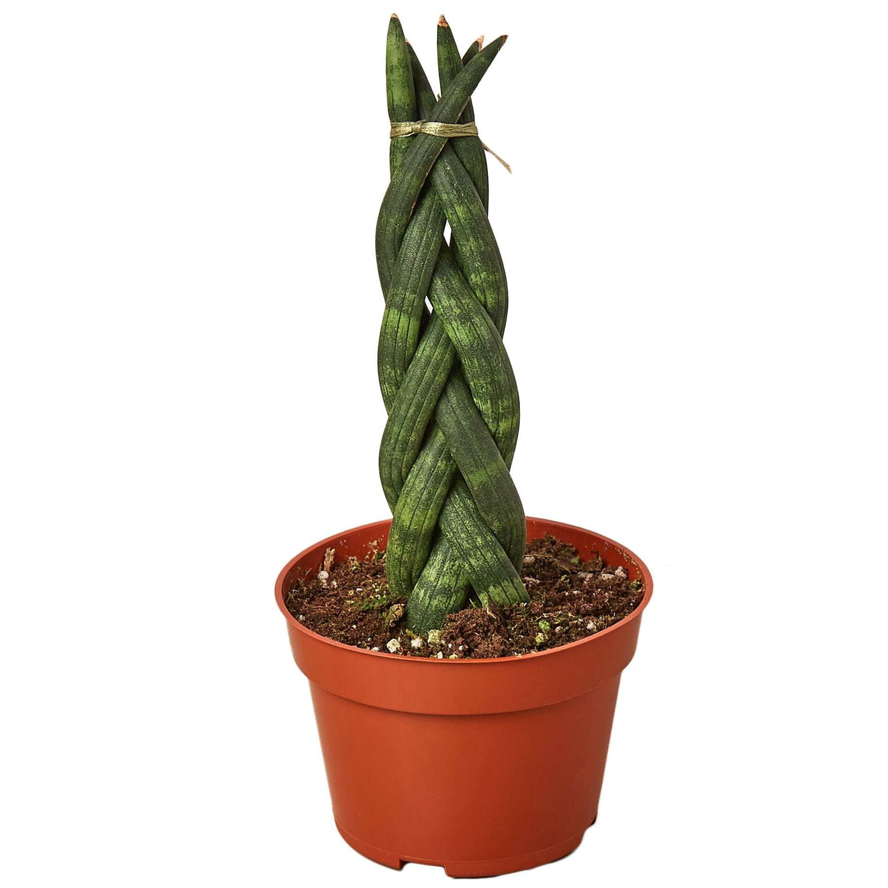 Snake Plant Braided Live Plant for Indoor | Different Houseplants in 4 ...