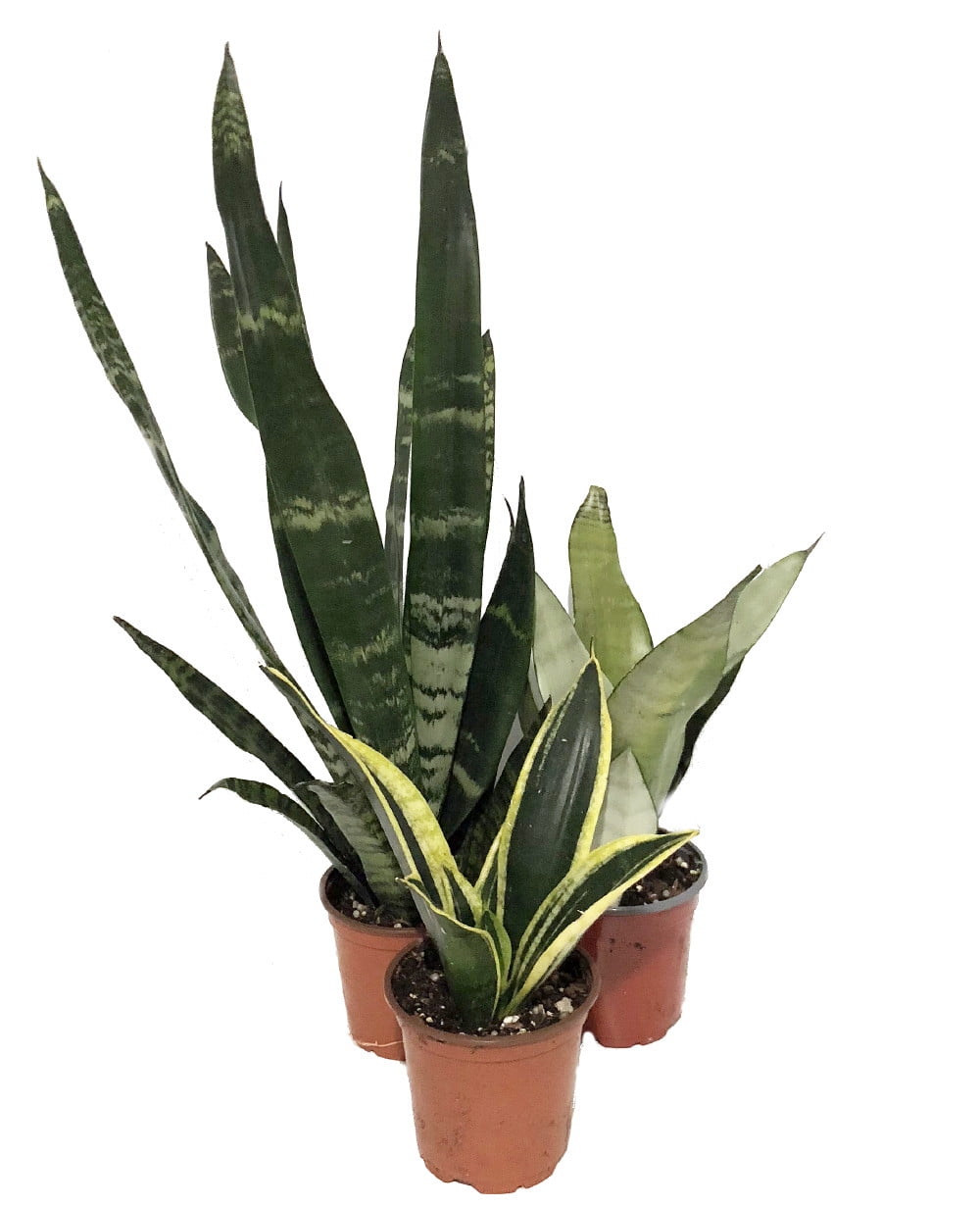 Snake Plant Collection-3 Different Plants in 4" Pots - Hygge Plant ...