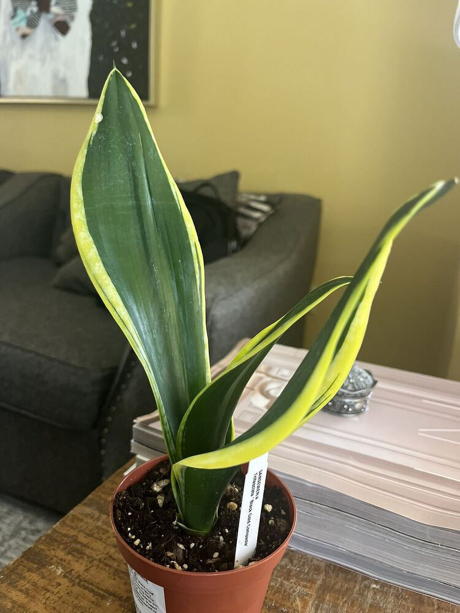 Snake Plant Fresh Live Plant Mother-In-Law Tongue Sanseveria RARE Black ...