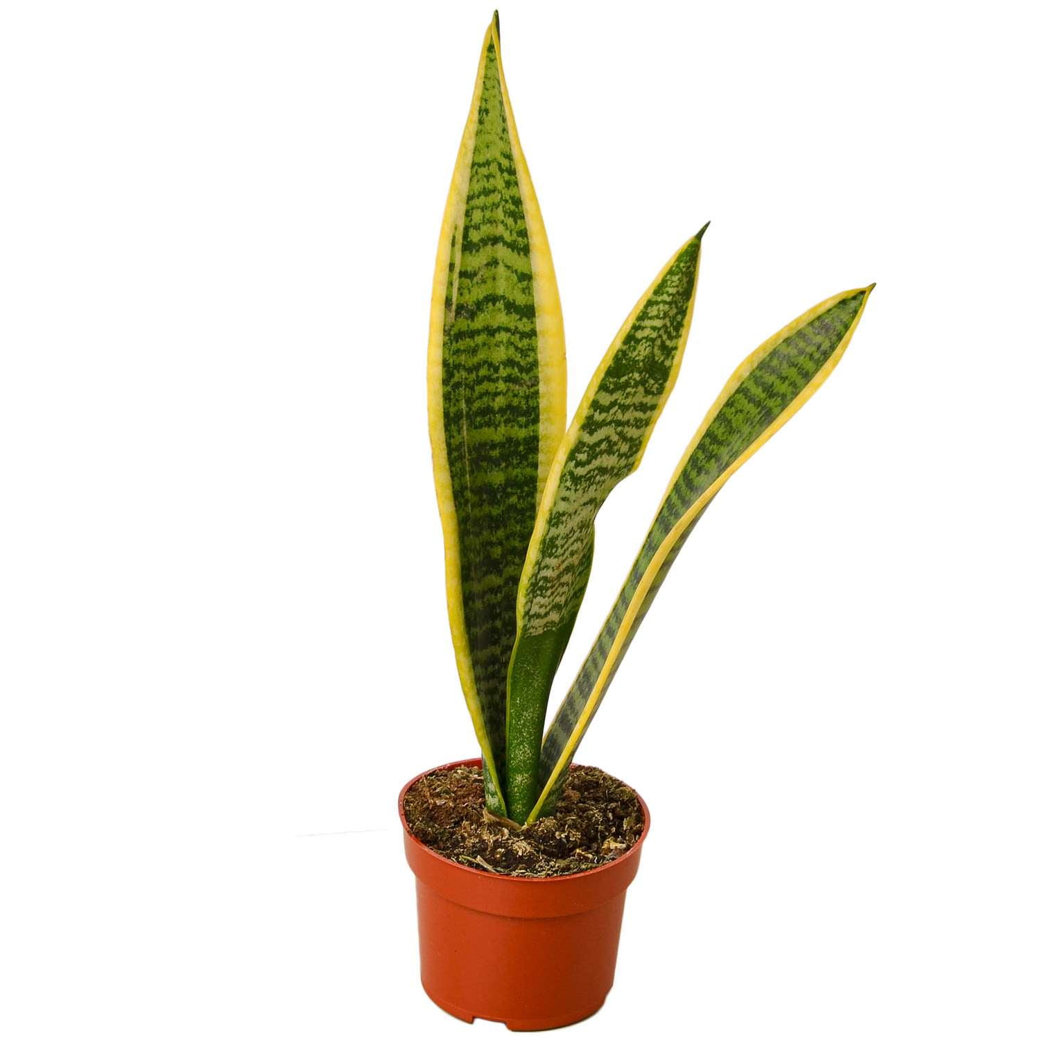 Snake Plant Laurentii | Sansevieria Trifasciata Live Plant for Indoor ...