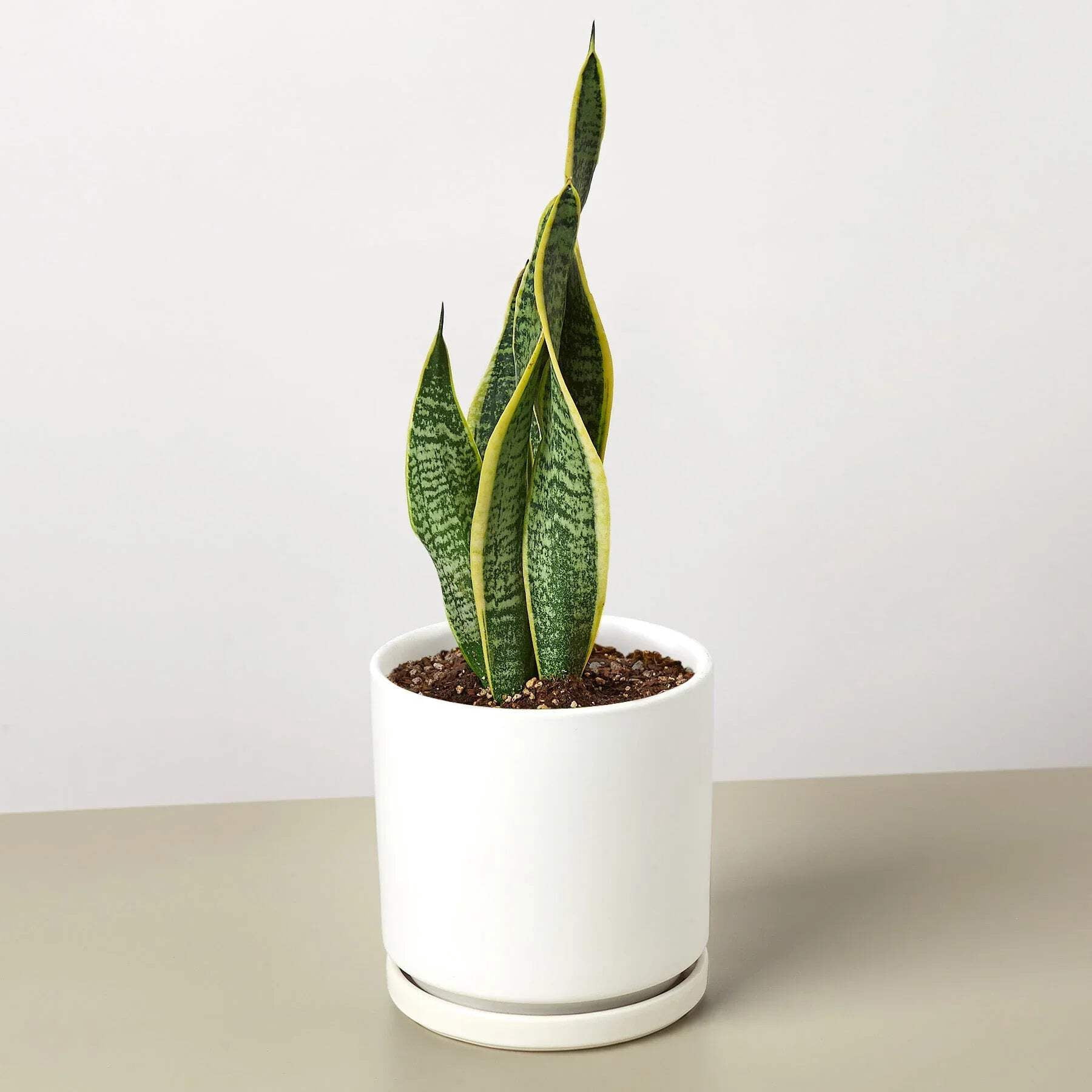 Snake Plant Laurentii in 4" Pot / White Cylinder | Live Plant for ...