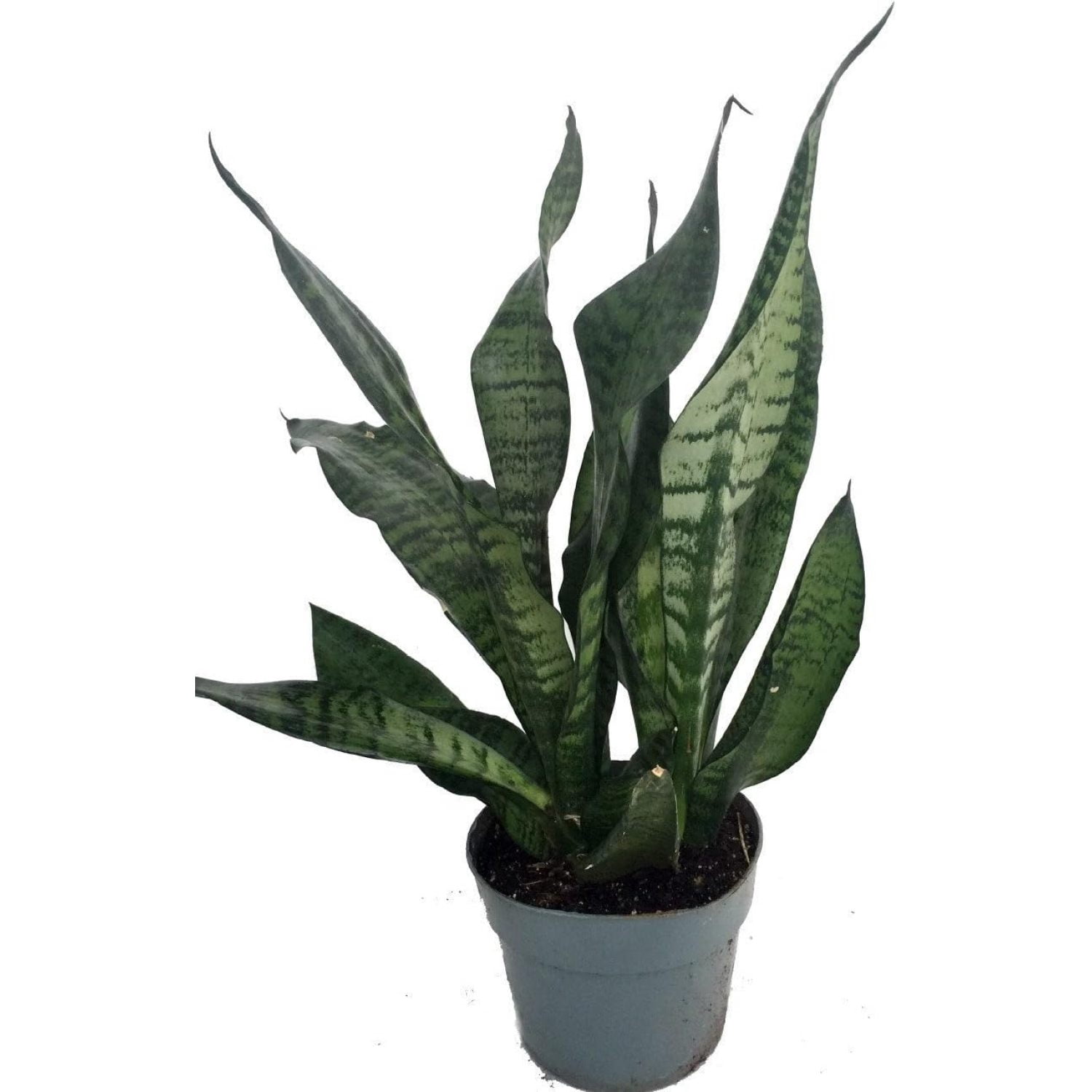 Snake Plant, Mother-In-Law's Tongue - Sanseveria - 6" Pot - Walmart.com