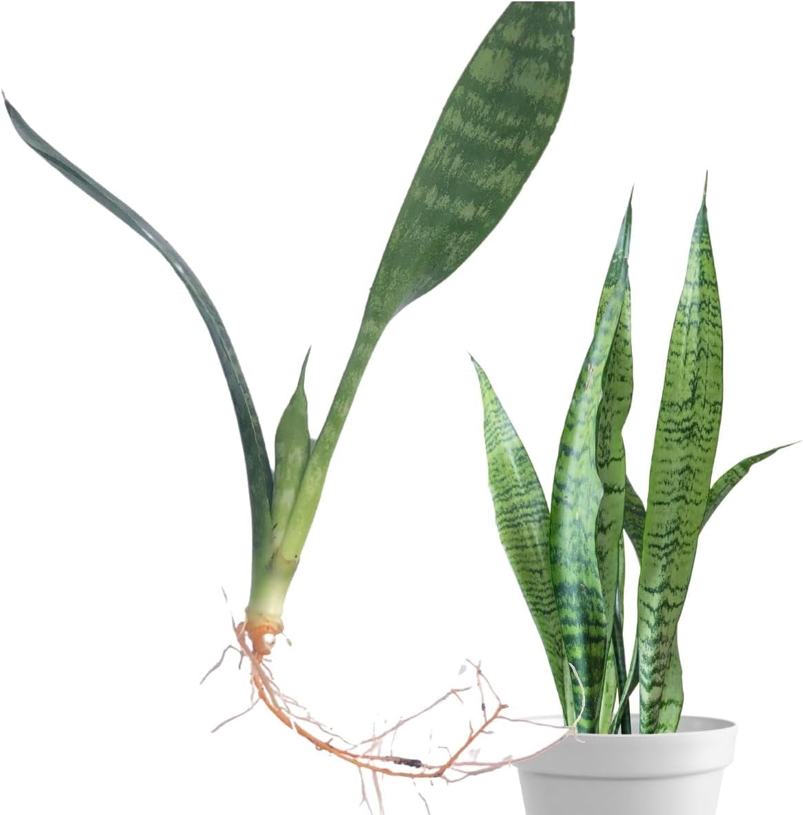 Snake Plant (Sansevieria spp.) Rooted Offset by Smoke Camp Crafts ...