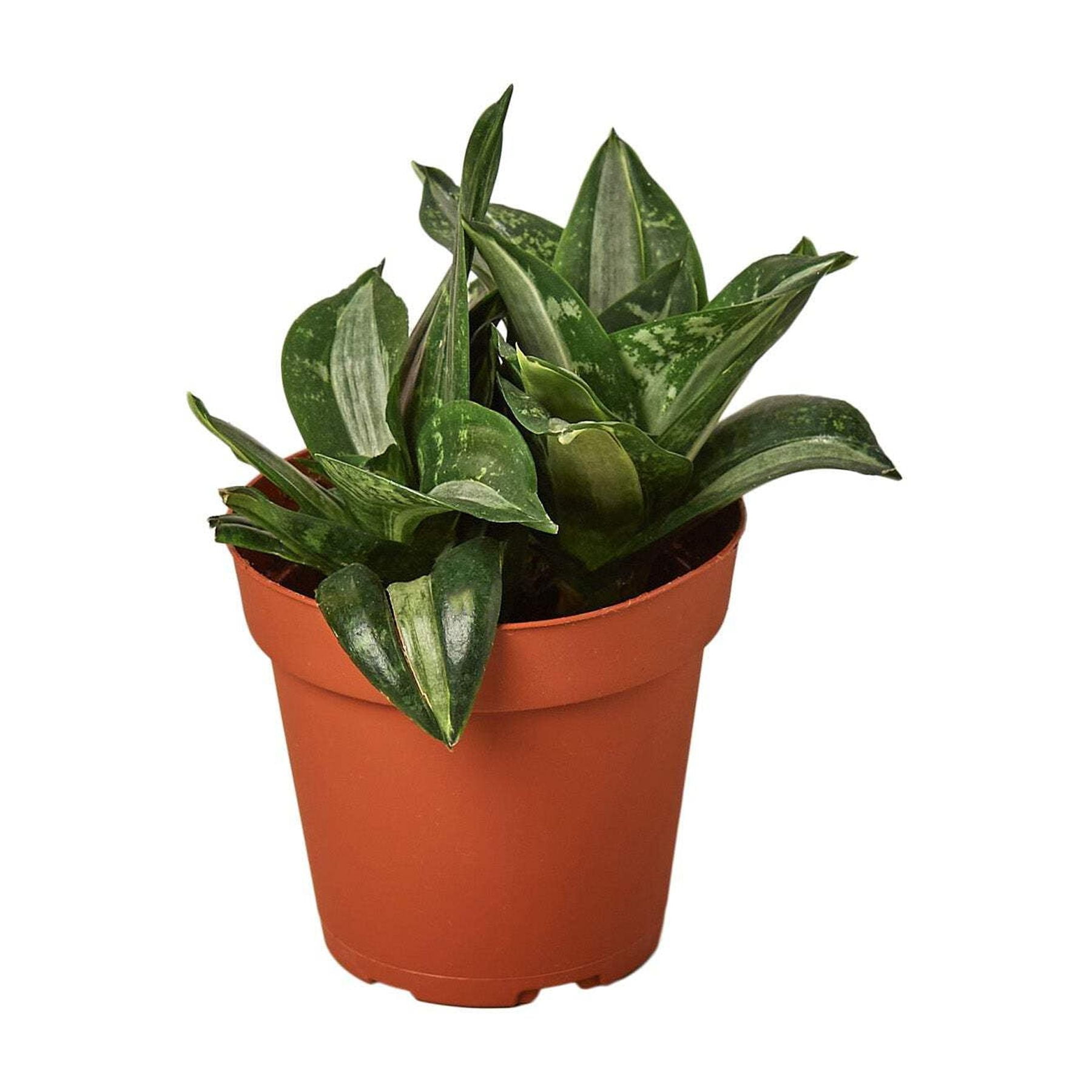 Snake Plant Silver Streak in 4" Pot | Live Plant for Indoor | 7 - 12 ...