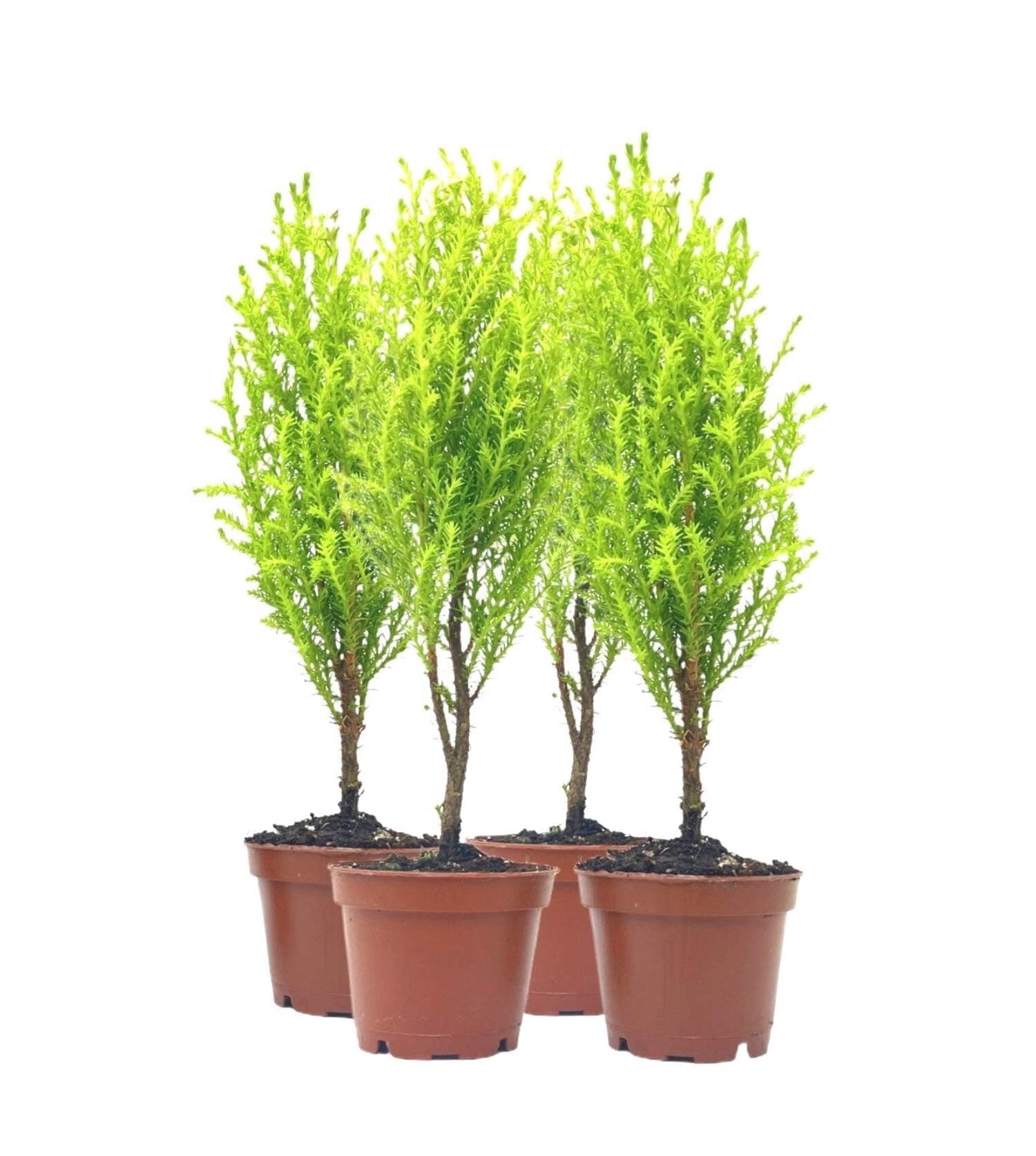 4-PK Live Dwarf Lemon Cypress, Cupressus macrocarpa ‘Goldcrest Wilma ...