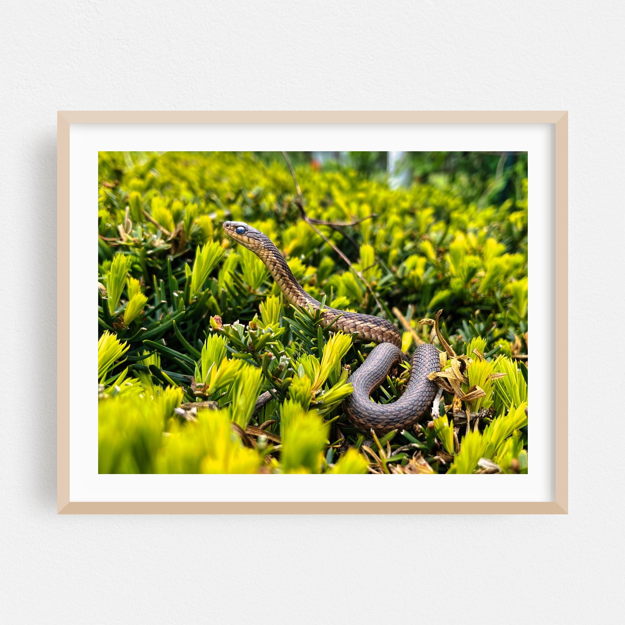 Snake in the Bushes - Scranton Pennsylvania Photography Nature Scenic ...