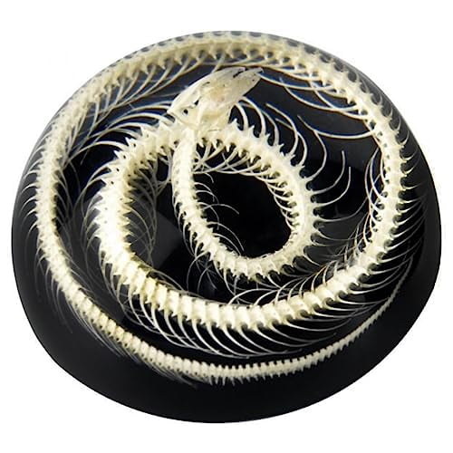 Snake skeleton DOME resin display - Walmart.com