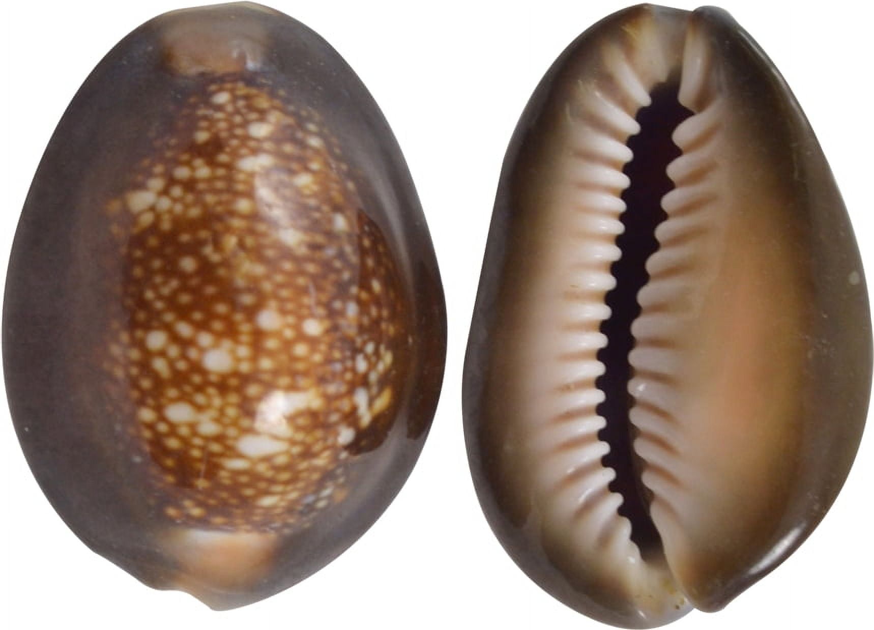 Snakehead Cowrie Craft Seashells Bulk 1-1.5" (1 Kilo) (appx 170 pcs ...