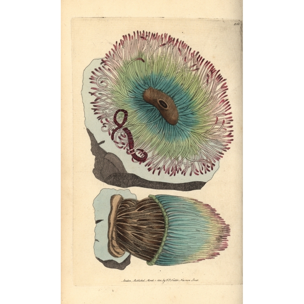Snakelocks Anemone, Anemonia Sulcata Poster Print By ® Florilegius Mary ...
