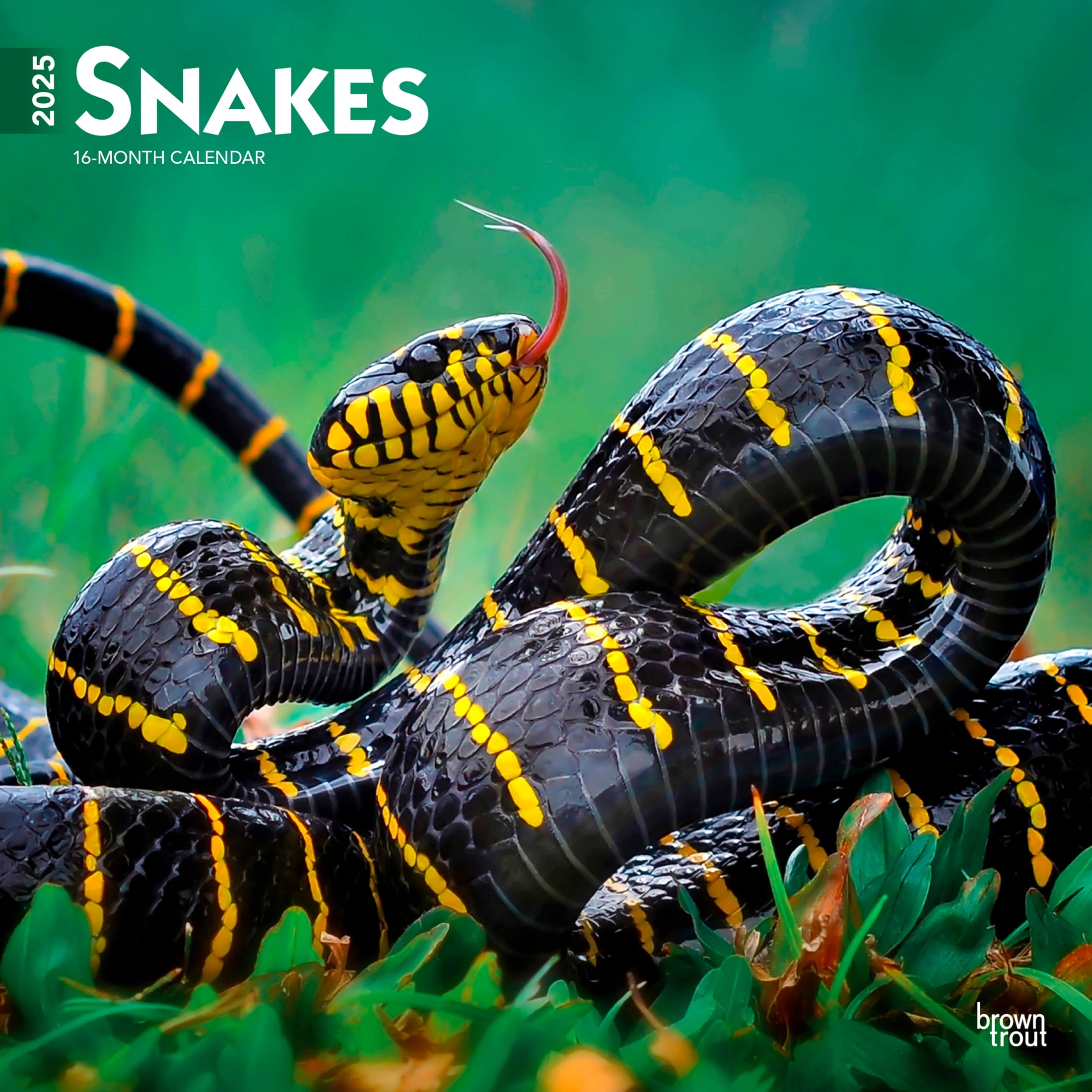 Snakes | 2025 12x24" (Hanging) Square Wall Calendar | BrownTrout ...