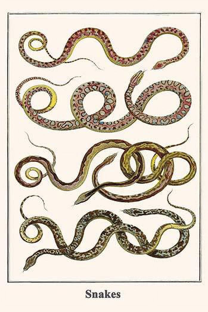 Snakes-Fine Art Canvas Print (20" x 30") - Walmart.com