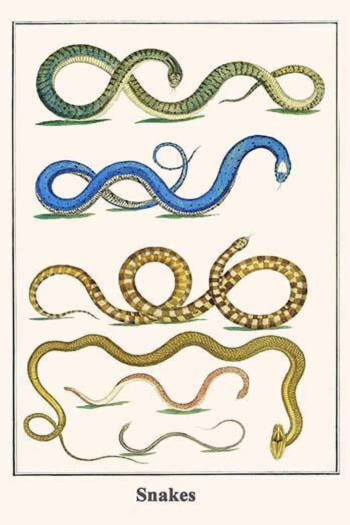Snakes-Fine Art Canvas Print (20" x 30") - Walmart.com