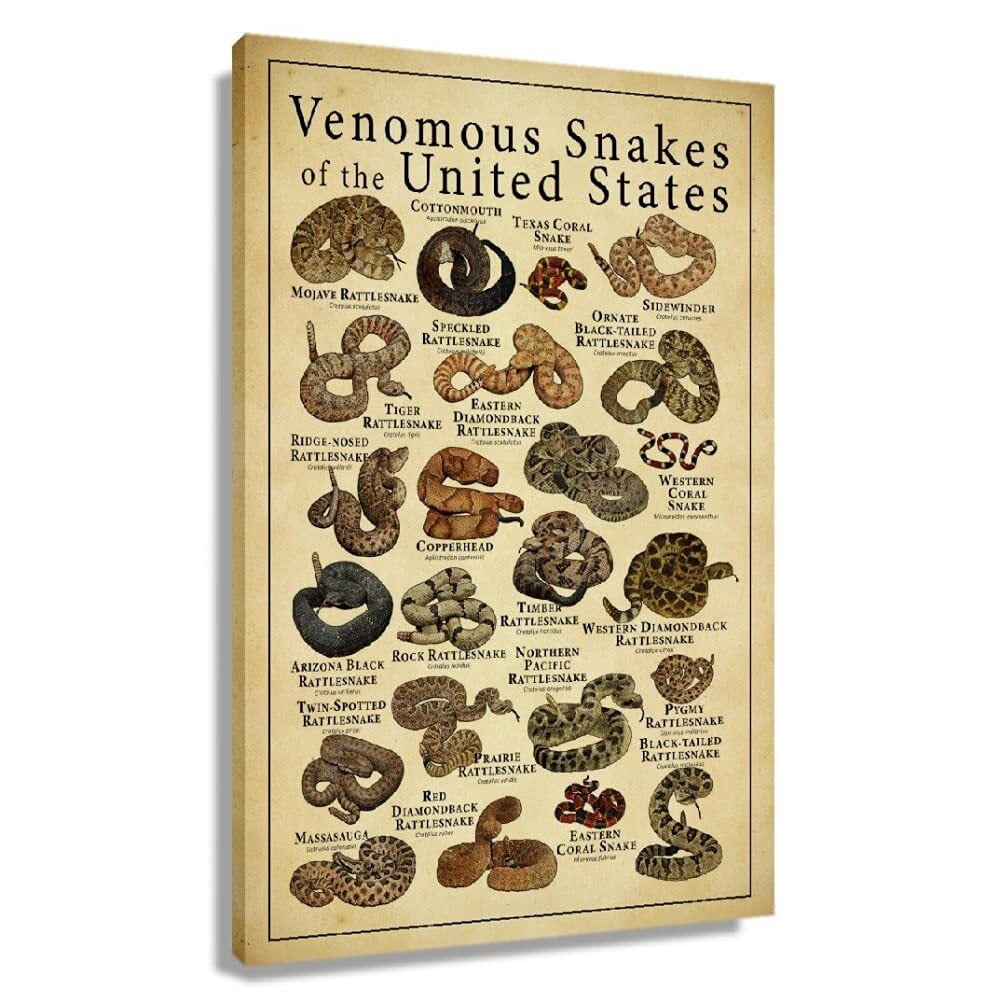 Snakes Identification Education Poster Knowledge Modern Giclee Canvas ...