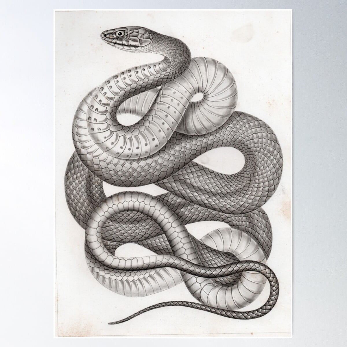 Snakes Of The Southwest Poster Wall Art, Modern Wall Decor For Living ...