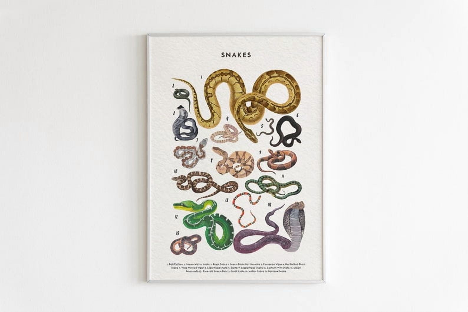Snakes Species Identification Chart Vintage Biological Science Art ...