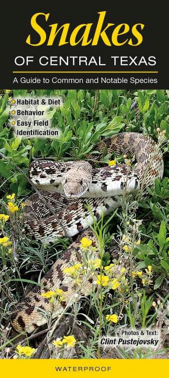 Snakes of Central Texas: A Guide to Common & Notable Species (Other ...