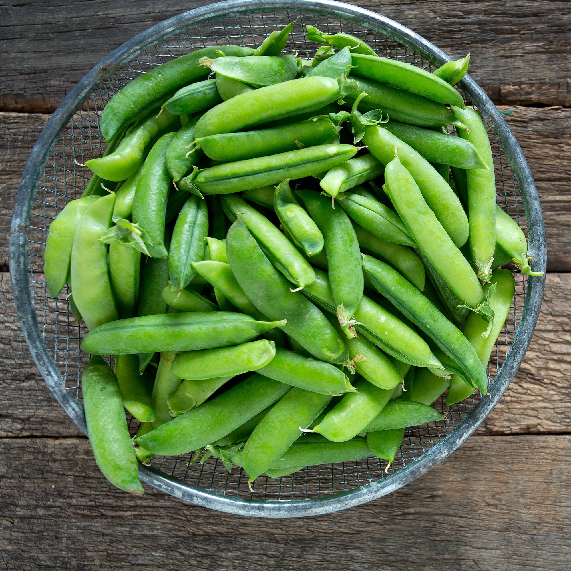 Snap Pea Seeds - Edible Pod - Cascadia - 5 Lb ~10,000 Seeds - Pisum ...